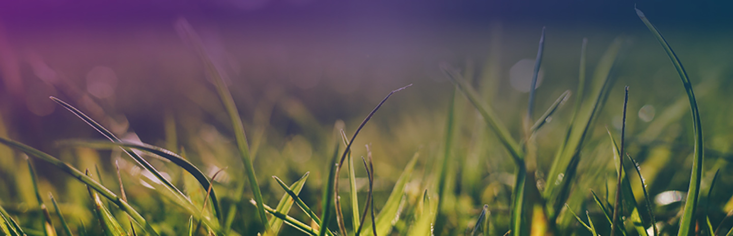 SOPI reports | MPI | NZ Government