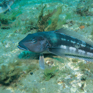 Fishing and aquaculture | MPI | NZ Government