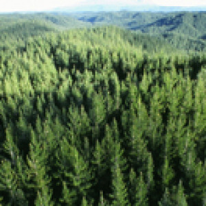Forestry in the Emissions Trading Scheme | MPI | NZ Government