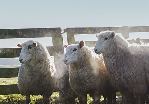 Ministry for Primary Industries | NZ Government