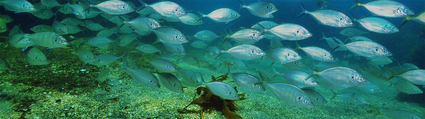 Fishing and aquaculture | MPI | NZ Government