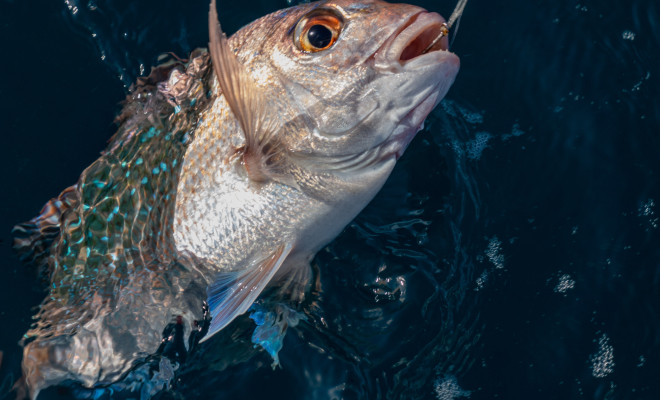 News | NZ Government